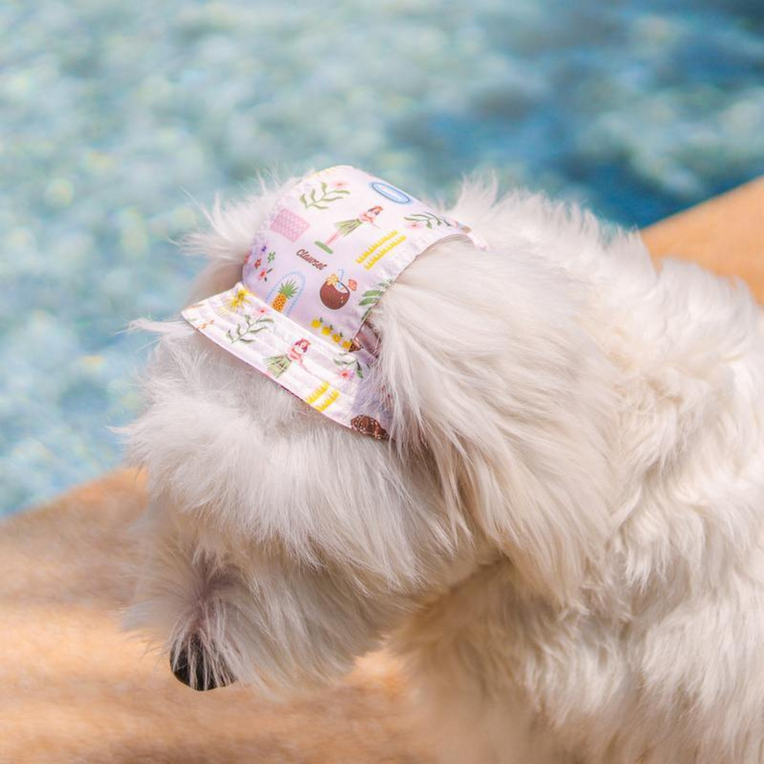 Clawset หมวกสัตว์เลี้ยง Sand ครีม | AllOnline